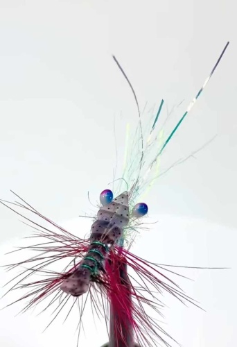 Shane's Semper Shrimp - semperfli.net