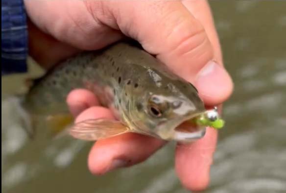 Tim Cammisa Using Mopster - semperfli.net